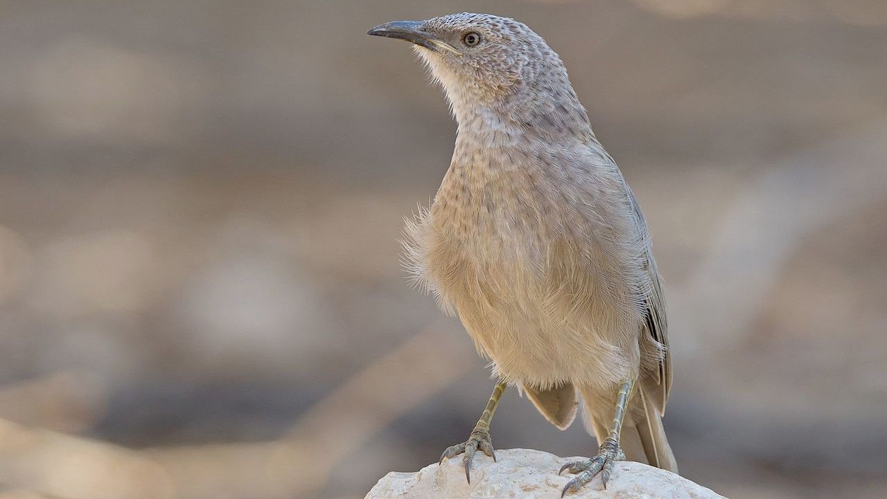 The Selfish Reason Behind Our Helpful Nature